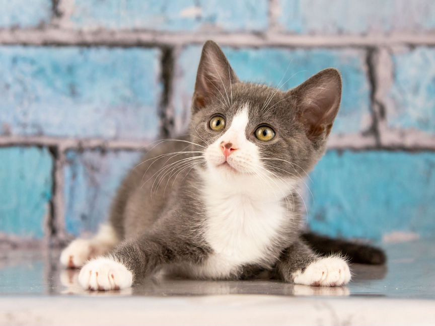 Котёнок мальчик 2,5 месяца