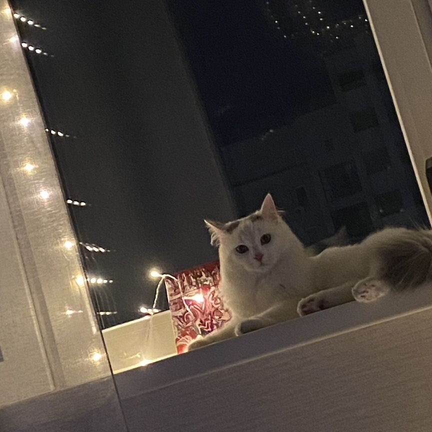 Кот Масик