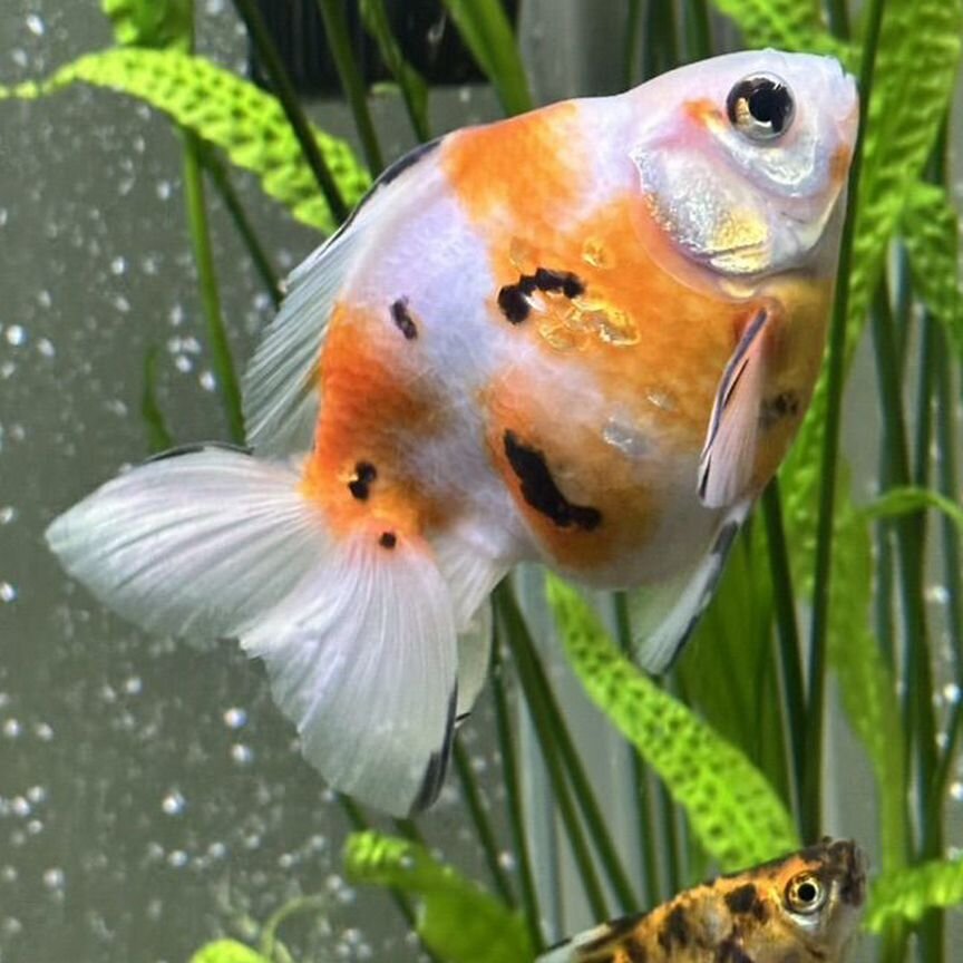 Риукин 14-15см