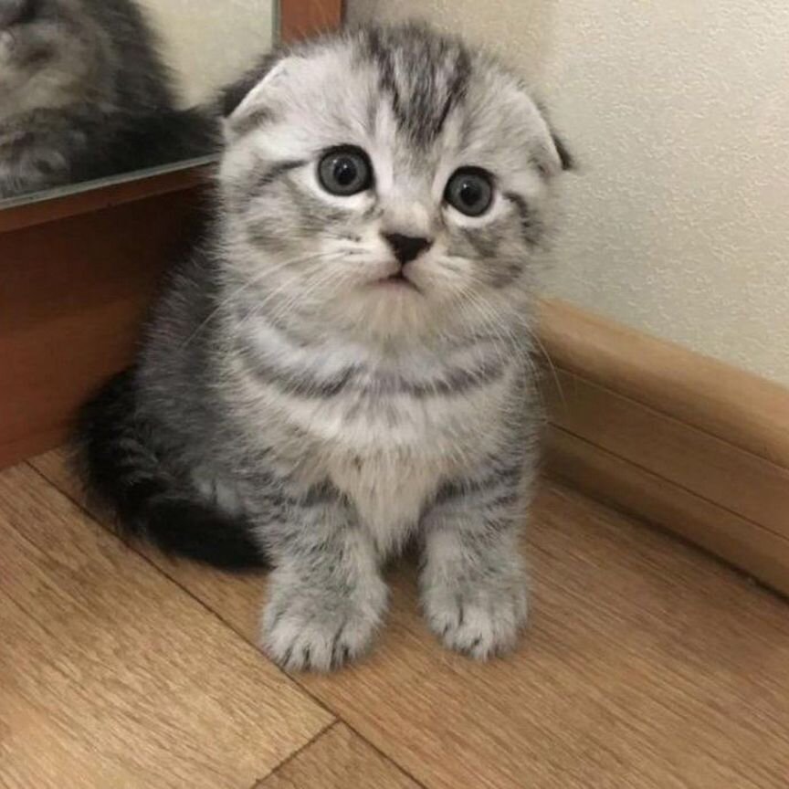 Банда шотландских котят