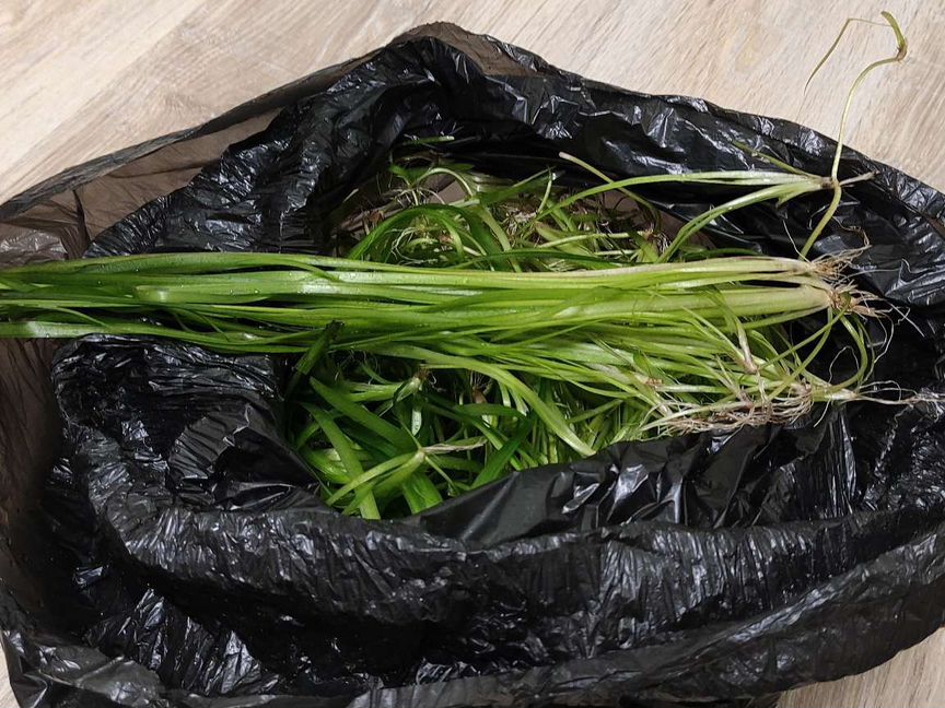 Валиснерия