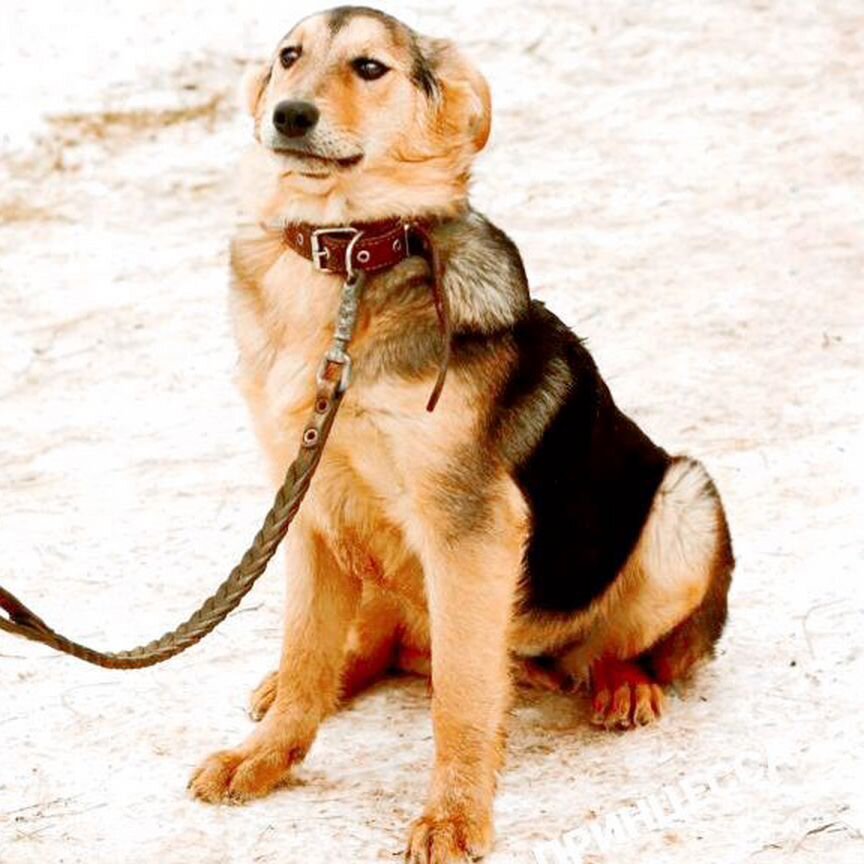 Собачка Принцесса