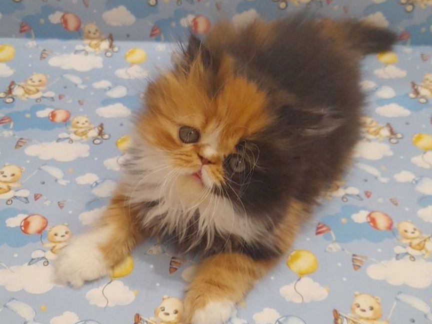 Персидский котёнок