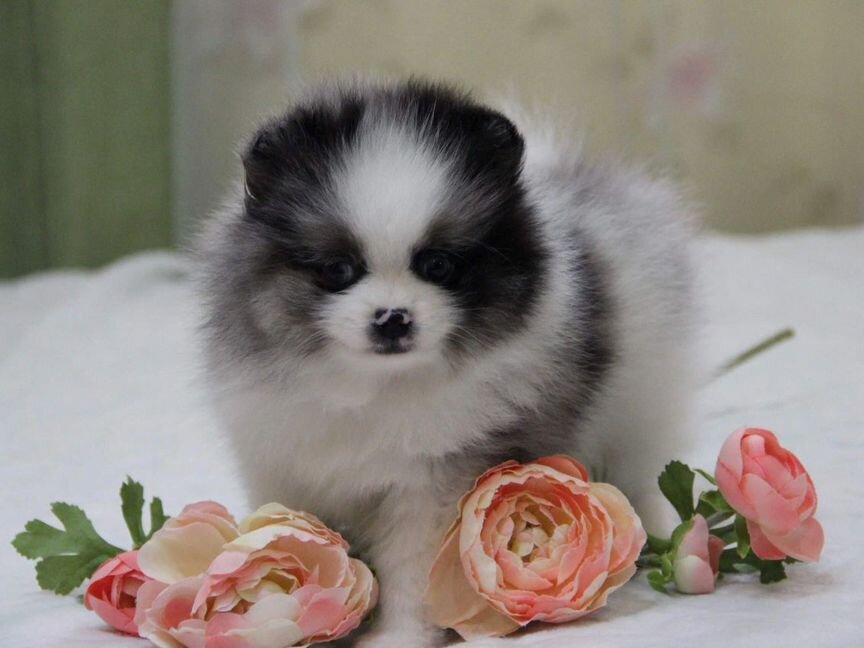 Голубоглазый эксклюзив