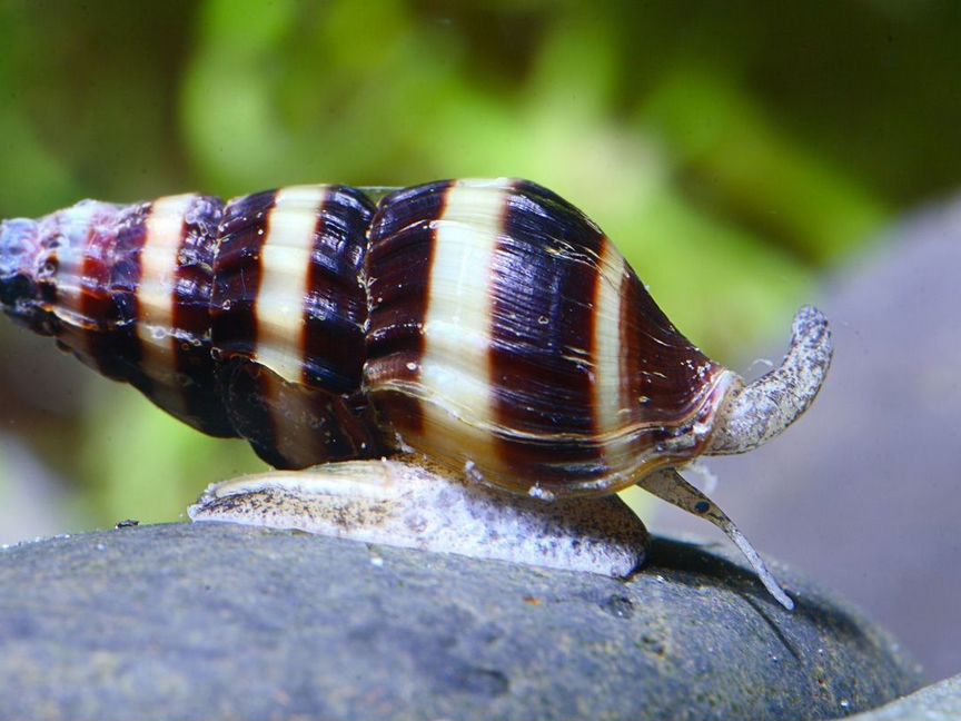 Улитка хелена