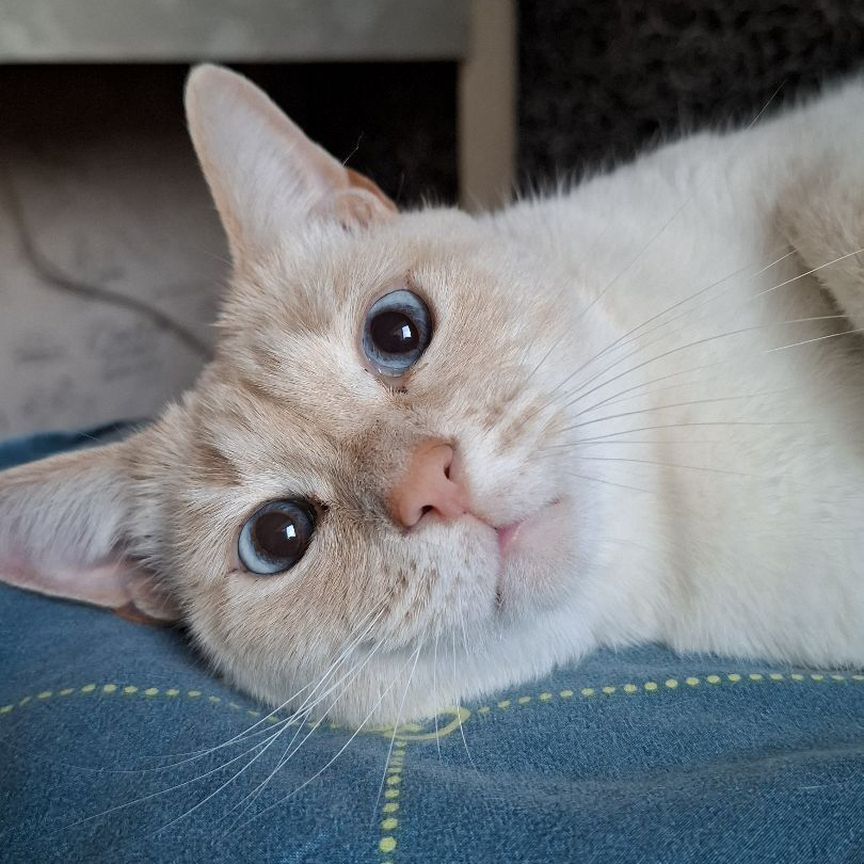 Коты в добрые руки