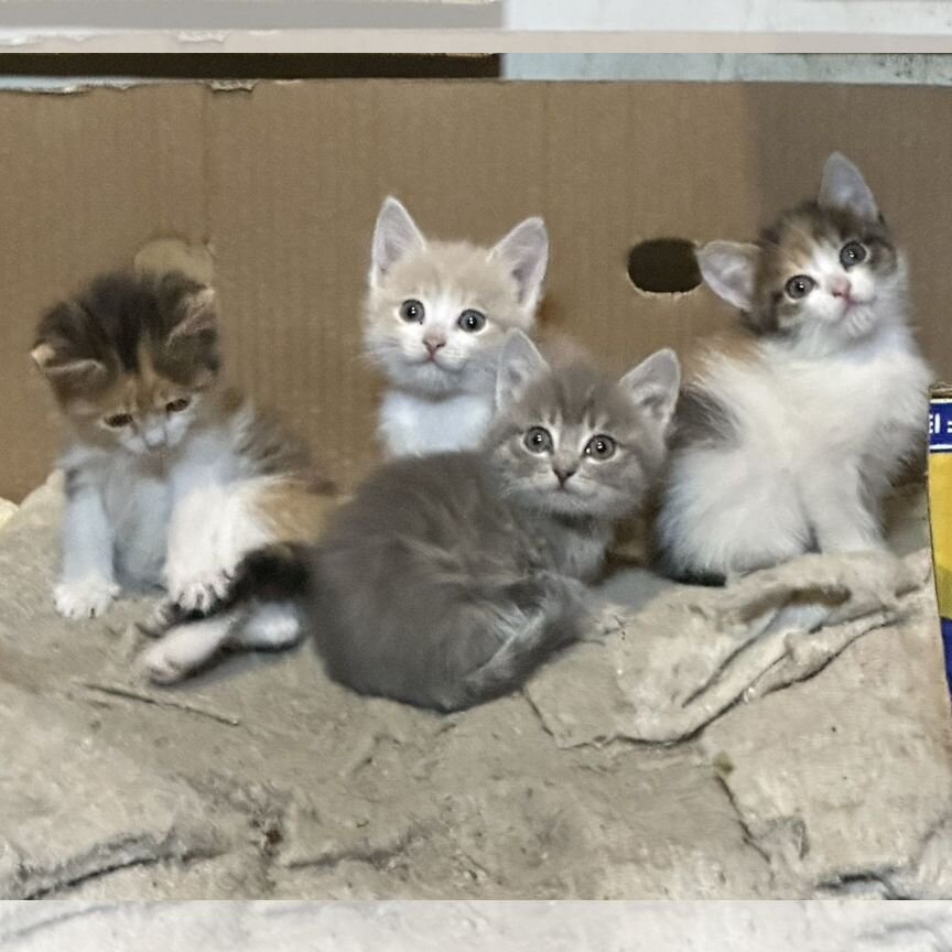 Котёнок в добрые руки