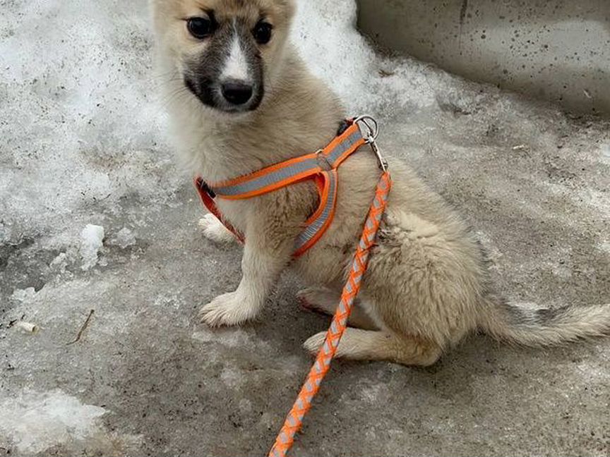 Щенок