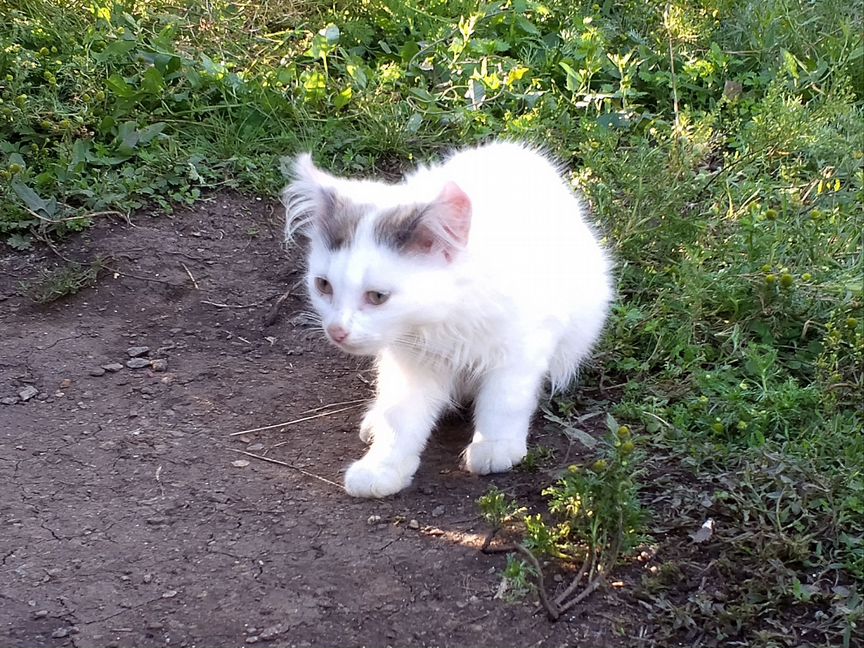 Японский бобтейл