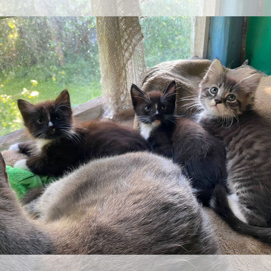 Котята в добрые руки бесплатно