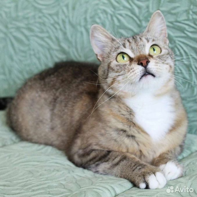 Кошка Мишелька