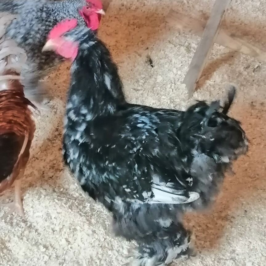 Петух Корниш стандарт