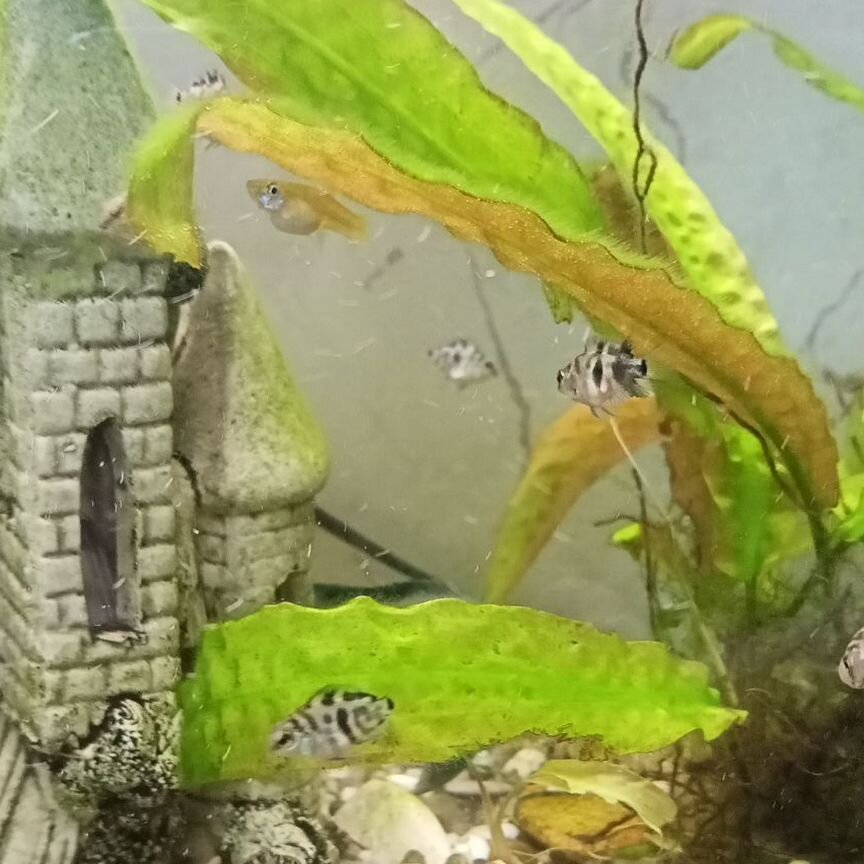 Аквариумные рыбки