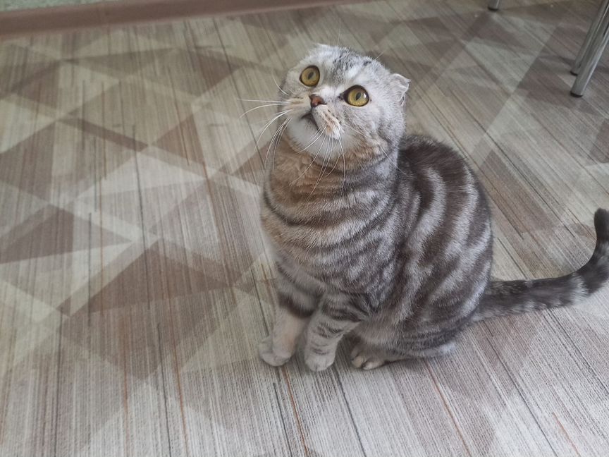 Британский вислоухий кот в добрые руки