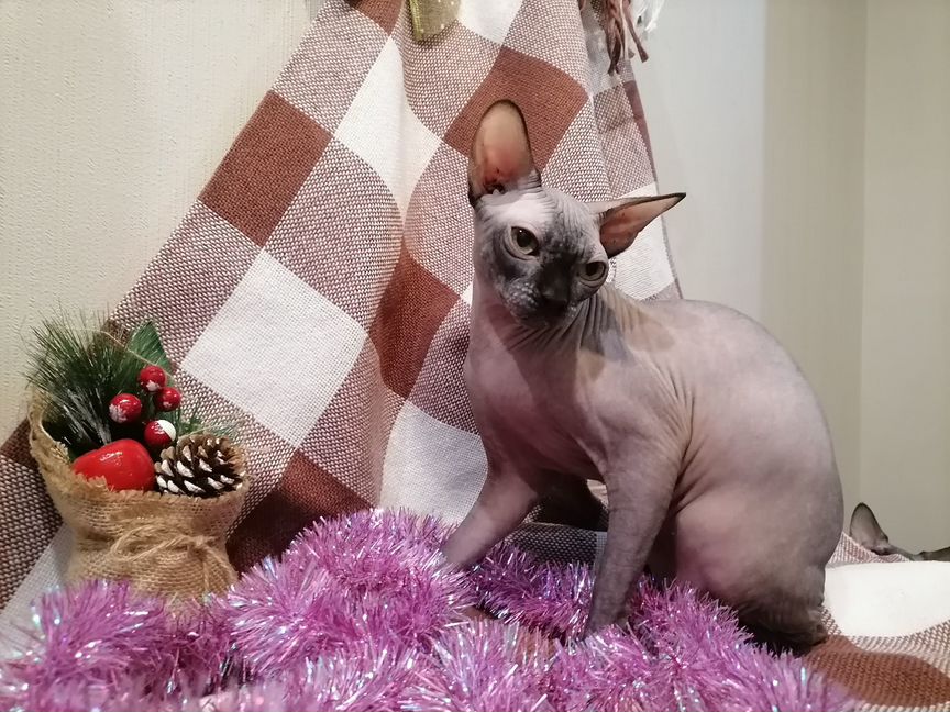 Нежнейшая Галактика Хатор