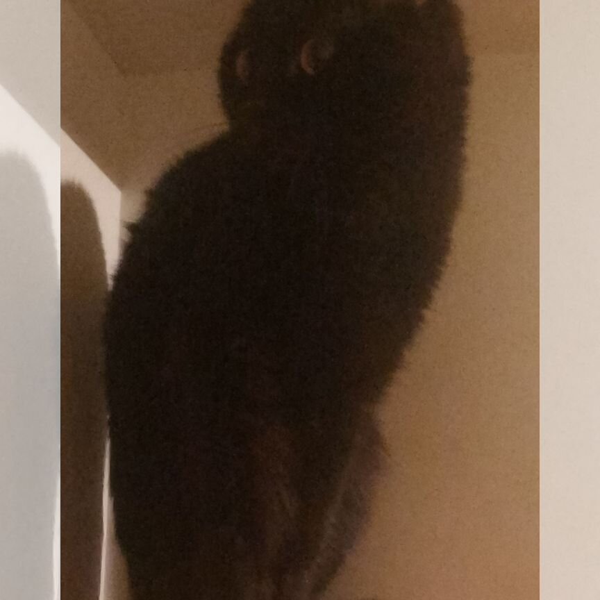 Взрослый кот в добрые руки