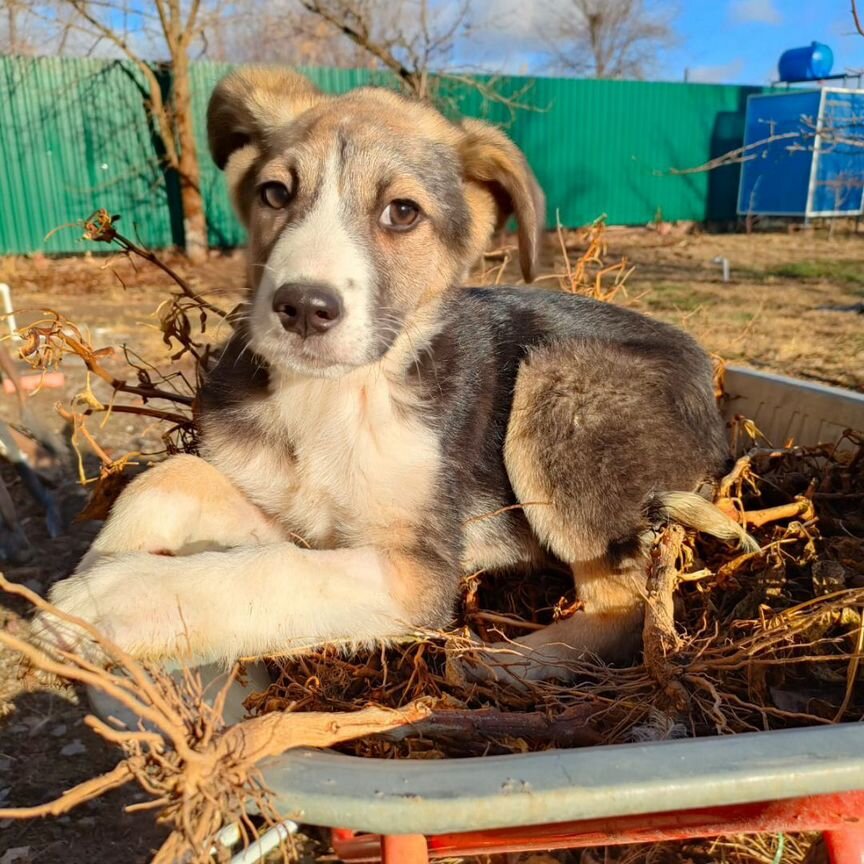 Малышка Кукла ищет дом