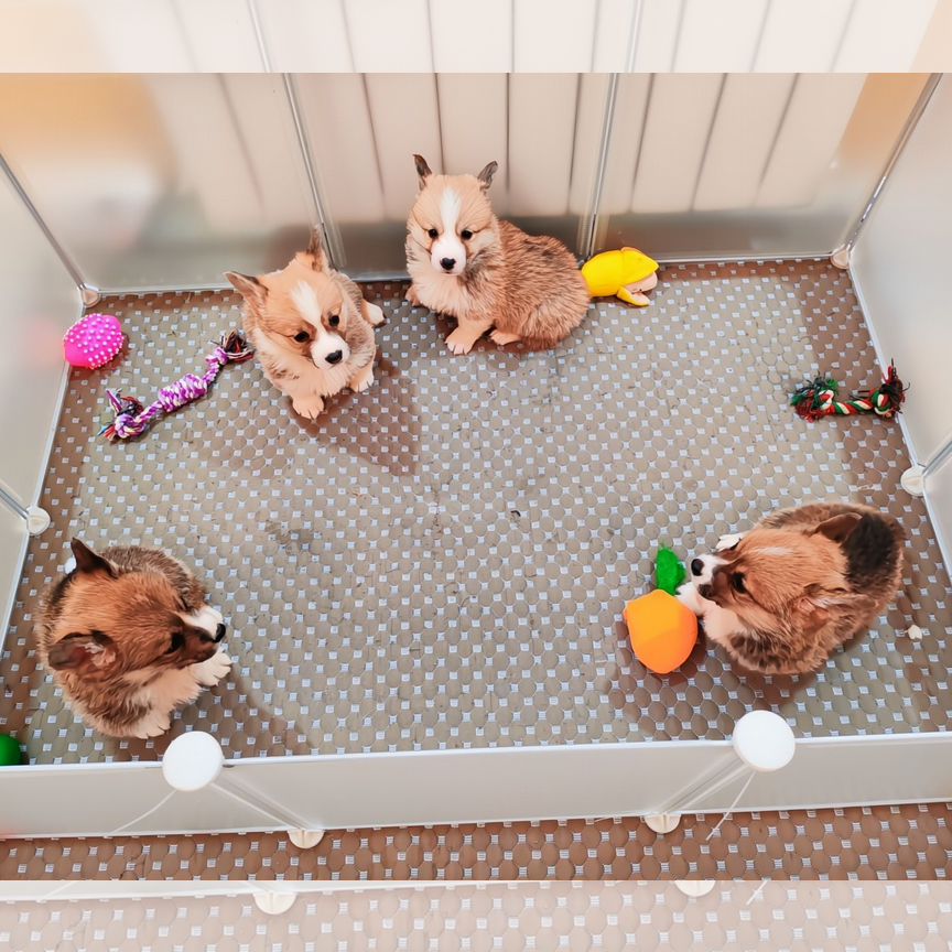 Вельш Корги Пемброк, щенок