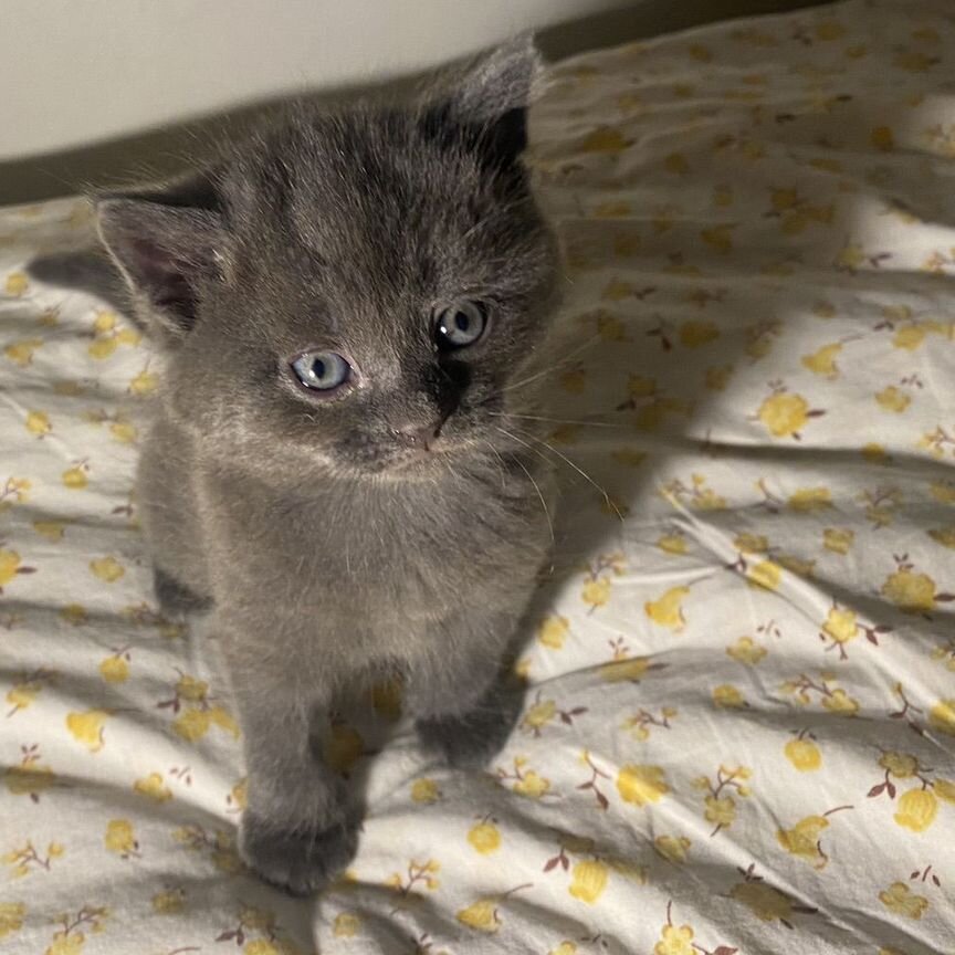 Котёнок в добрые руки
