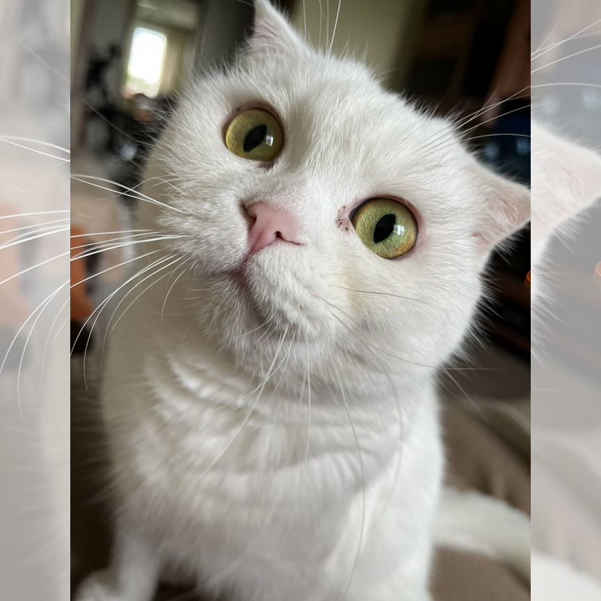 Шотландская кошка вязка