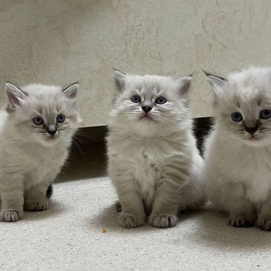 Продаются Невские маскарадные котята