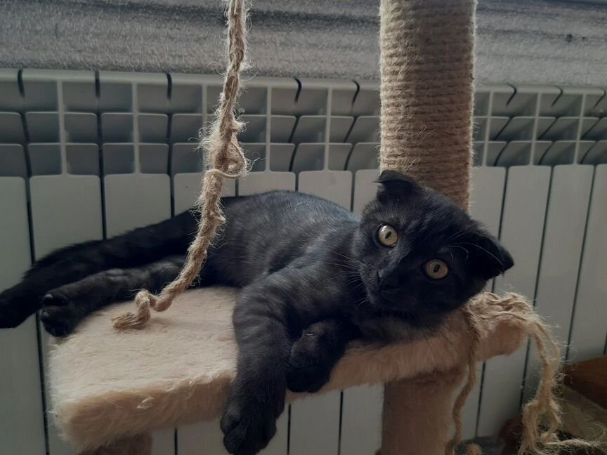 Британские вислоухие котята