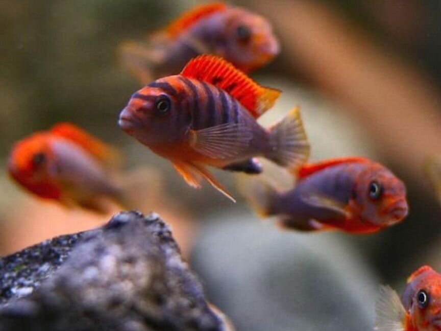 Лабидохромис Кимпума Ред