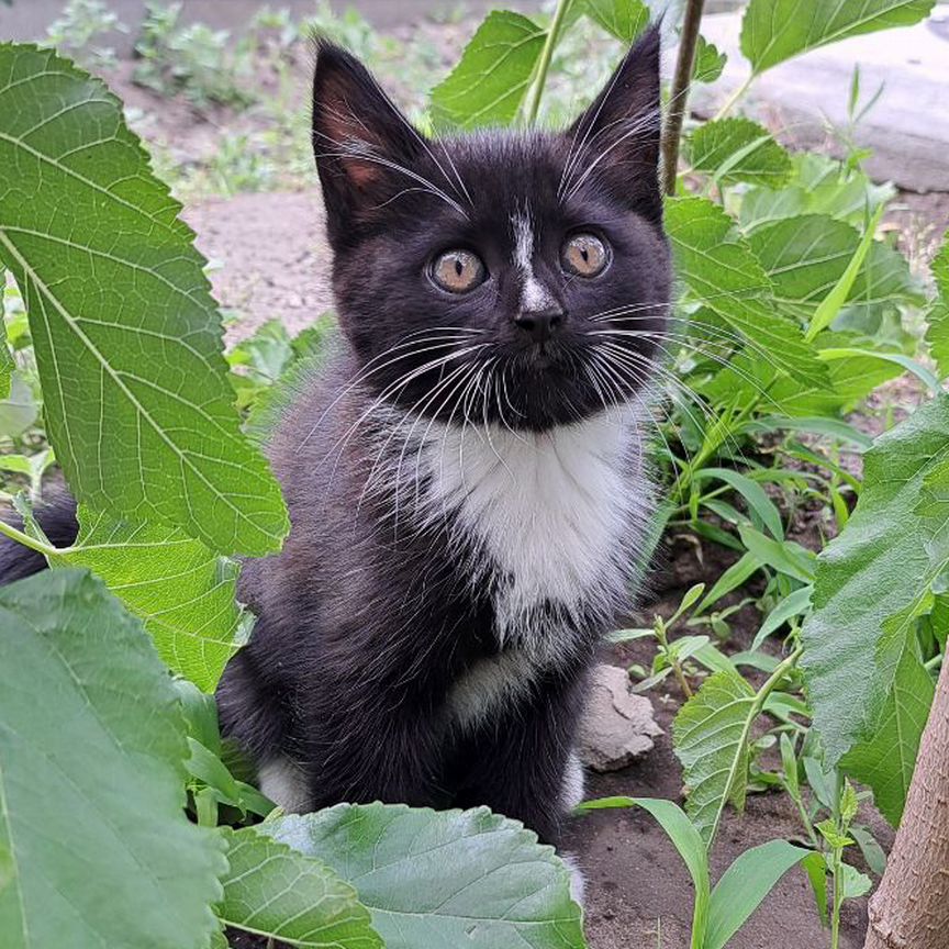 Котик в добрые руки