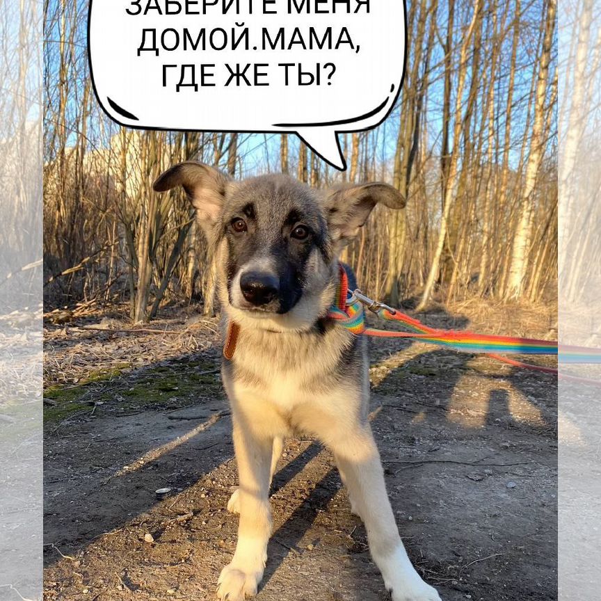 Василек щенок в приюте,ищет дом.Щенок собака в дар
