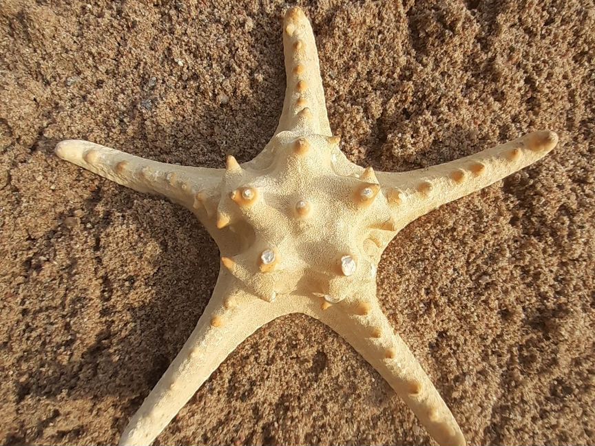 Морская звезда, устрицы