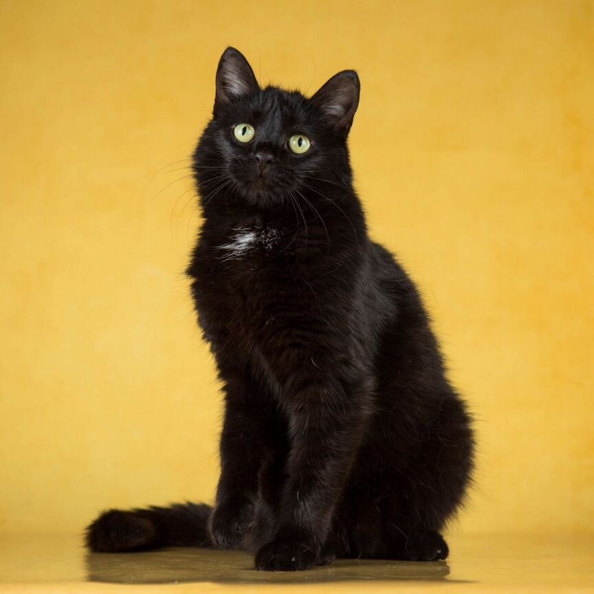 Кошка с шикарной шубкой