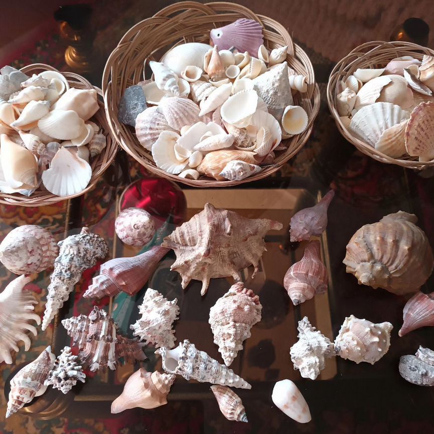 Морские ракушки раковины