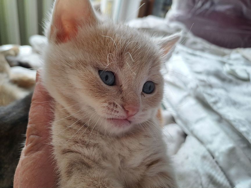 Отдаю котят