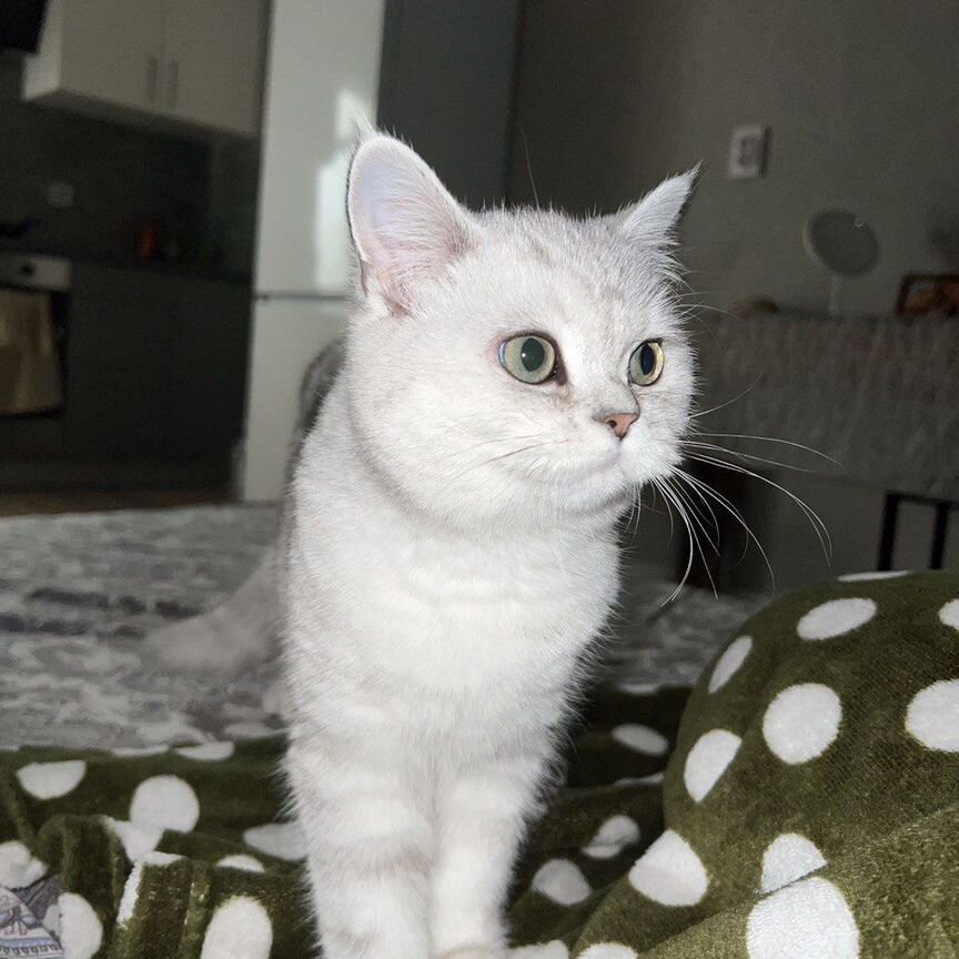 Британская шиншилла