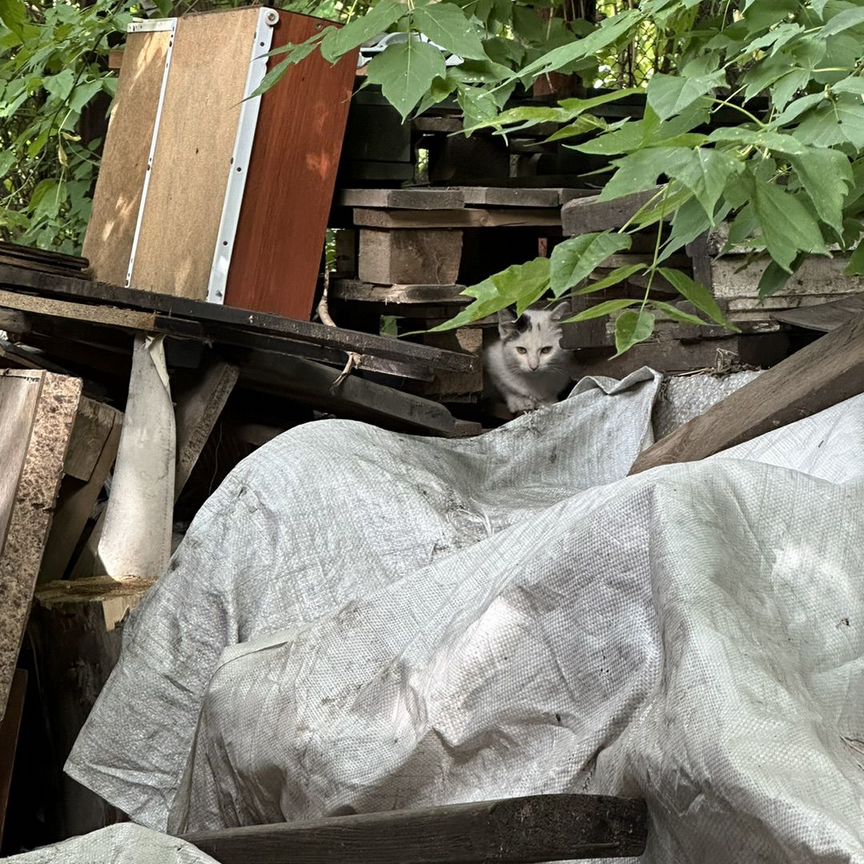 Котята и кошка в добрые руки