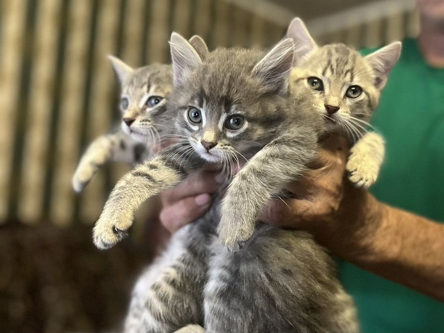 Котята в добрые руки мальчики