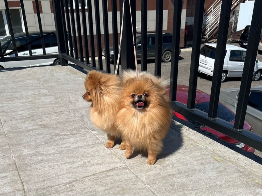 Померанский шпиц мини девочка