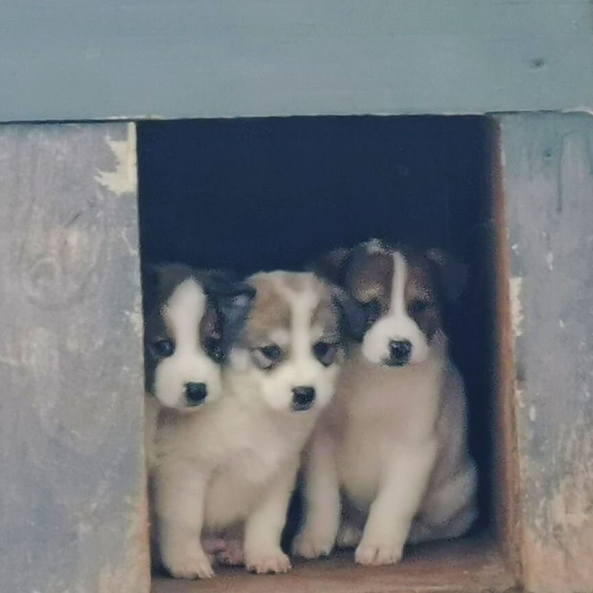 Щенок в добрые руки
