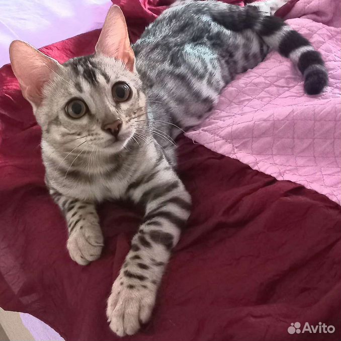 Снежный барс, серебро, серебристый кот
