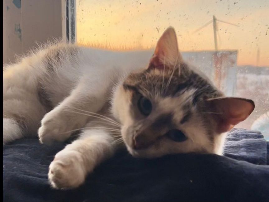 Кот