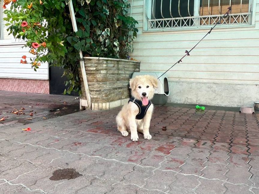 Щенок в добрые руки