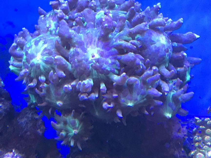 Кораллы в морской аквариум