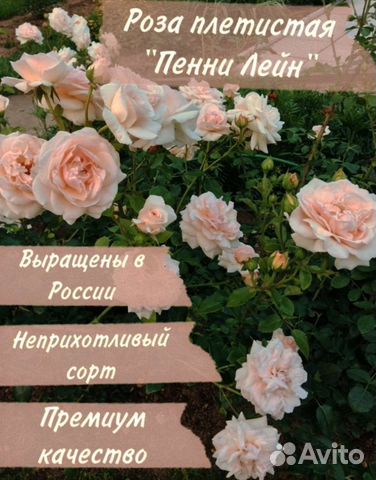Роза плетистая Пенни Лейн, 4 года купить в Москве | Товары для дома и ...