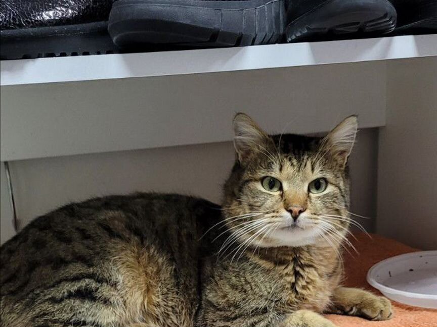 Кот Дэни ищет дом