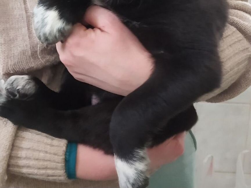 Собаки щенки