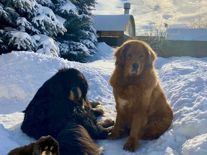 Мастифтского Мастифа