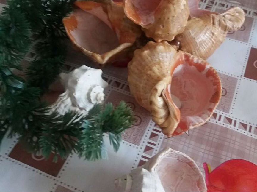 Ракушки для аквариума