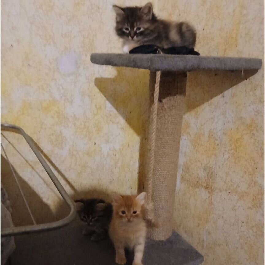 Сибирский котёнок