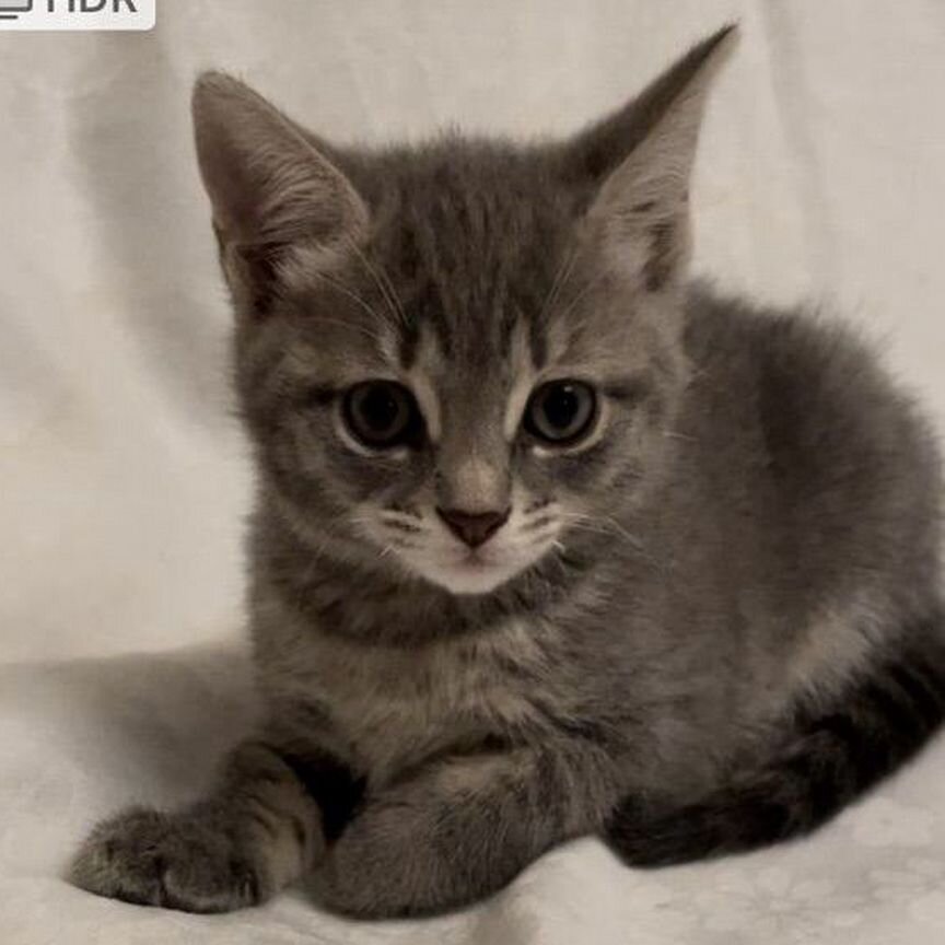 Котёнок от частного владельца