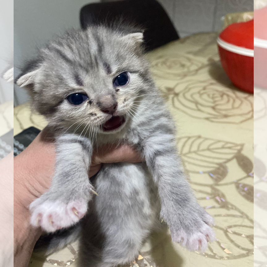 Шотландский вислоухий короткошёрстный котёнок